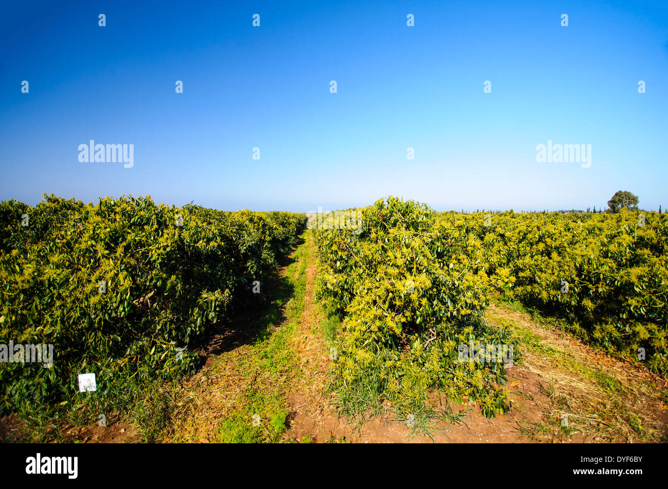 Avocado Plantation. Photographed in Israel in March Stock Photo - Alamy