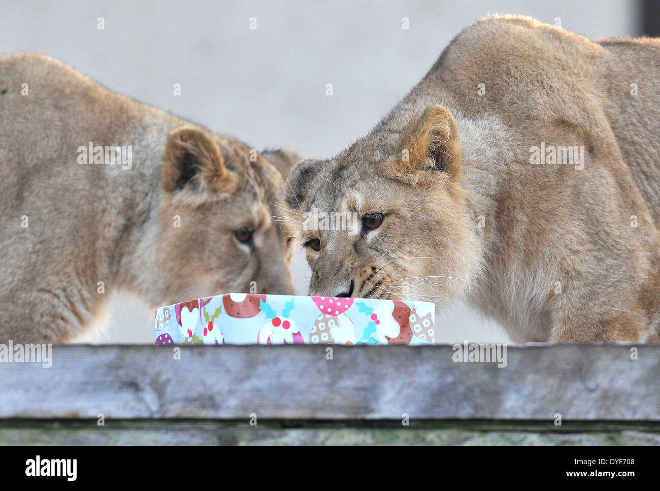 The animals at ZSL London Zoo are enjoying a wild Christmas this year ...