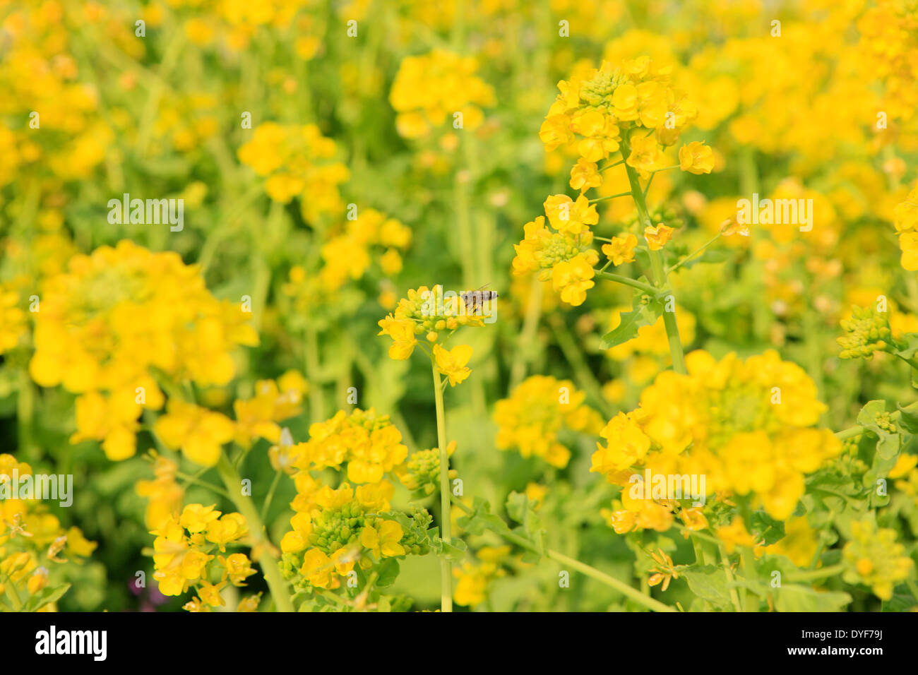 Insect field mustard plant hi-res stock photography and images - Alamy