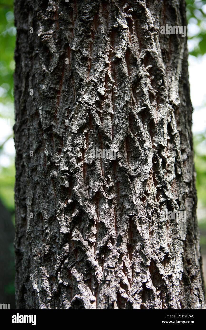 Lumpy bark hi-res stock photography and images - Alamy