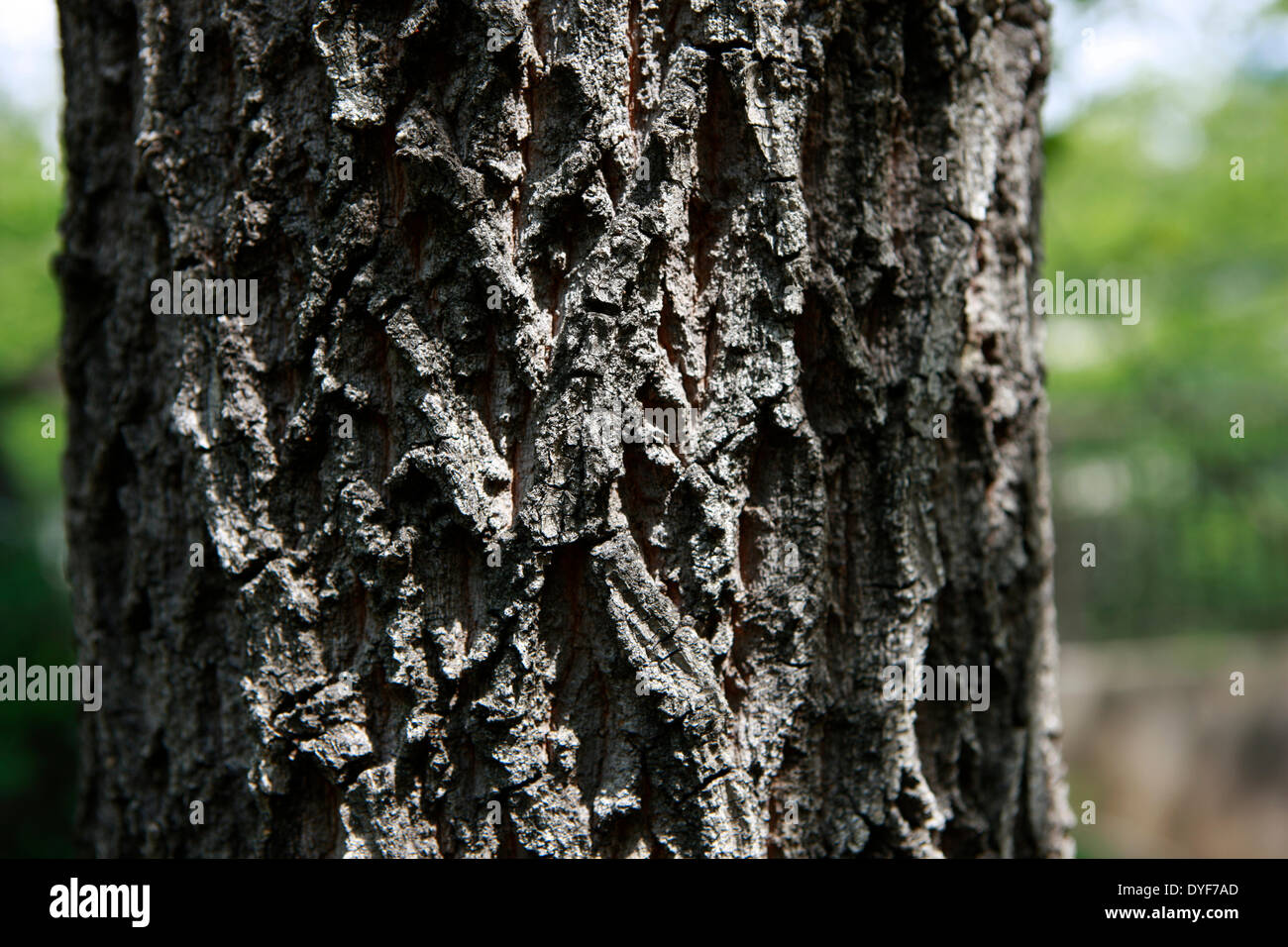 Lumpy bark hi-res stock photography and images - Alamy