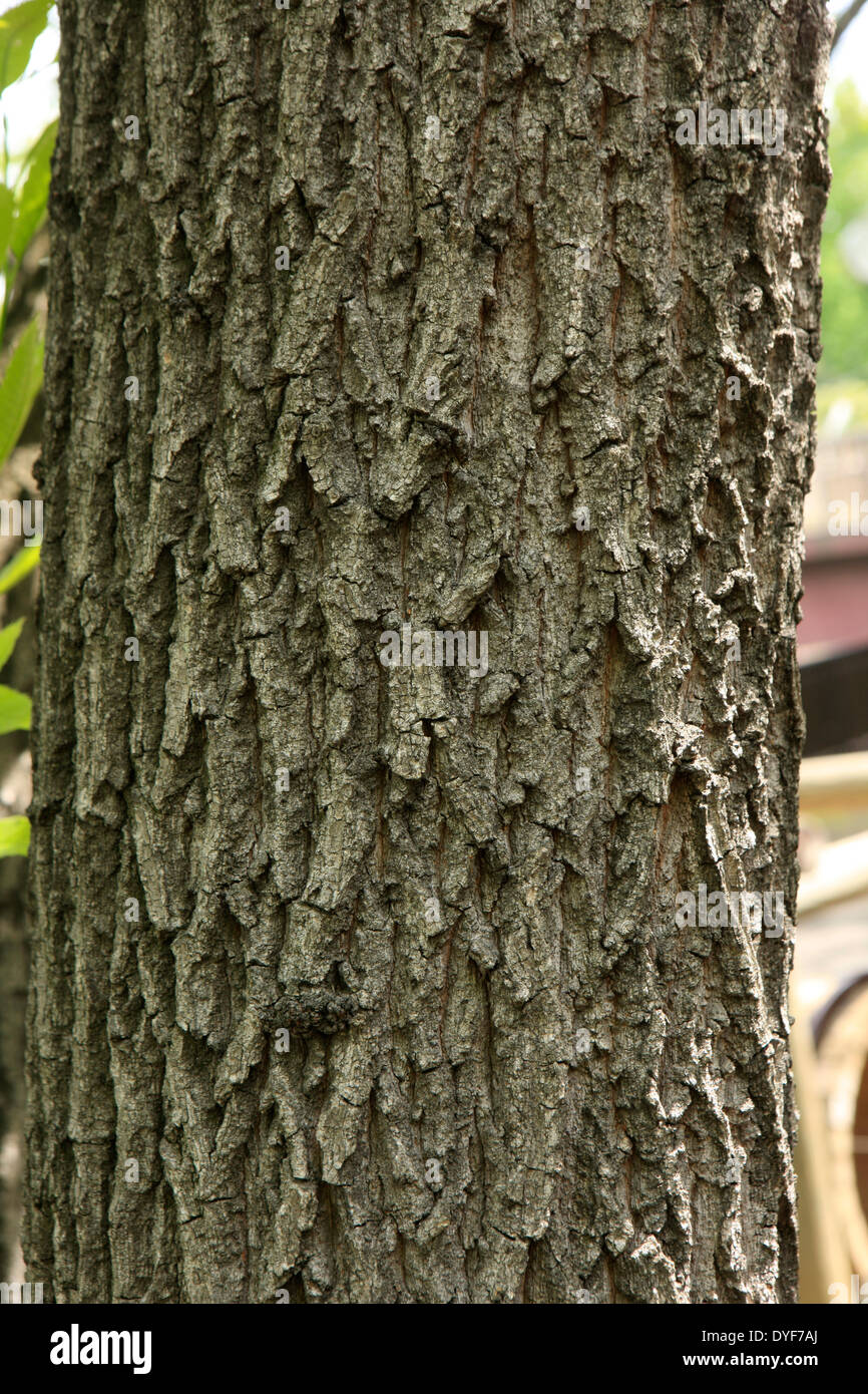Lumpy bark hi-res stock photography and images - Alamy
