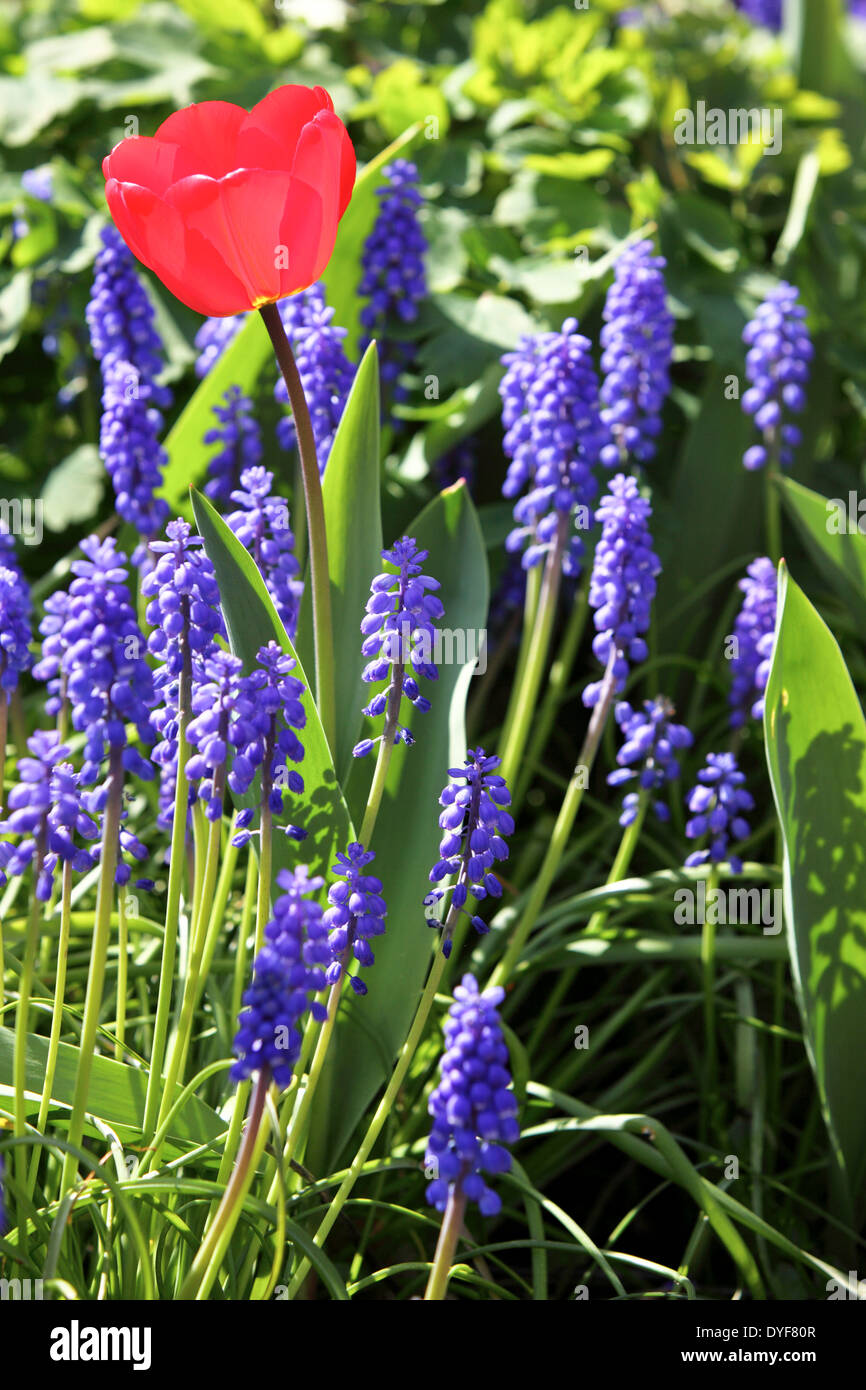 Spring tulip with grape hyacinths lit by spring sunshine adorn the ...