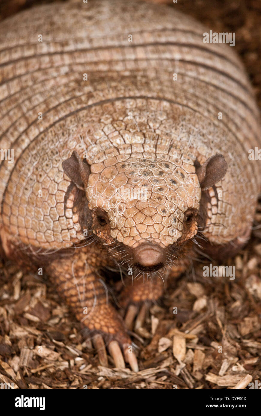 Six-Banded Armadillo (euphractus sexcinctus Stock Photo - Alamy