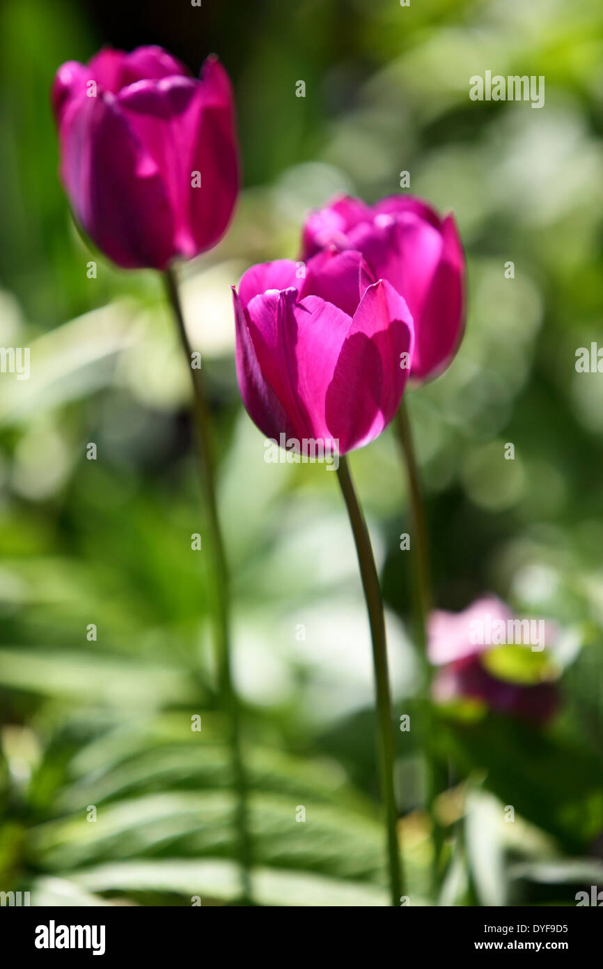 Three delightful tulips "Rosy Delight" with green foliated background ...