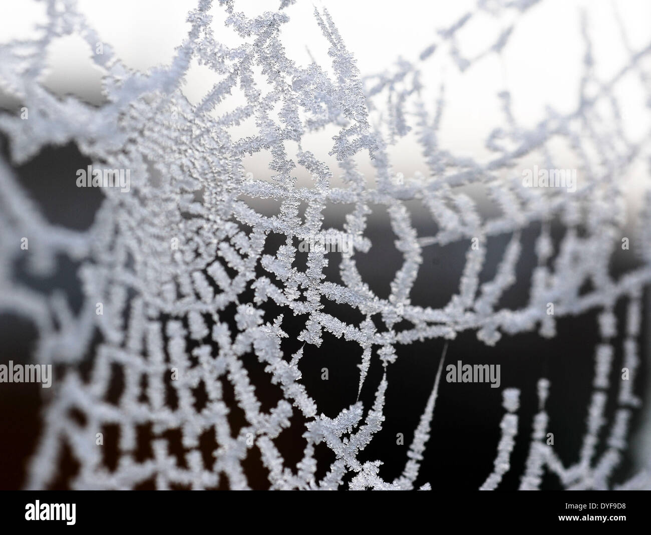 Spider web covered in frost hi-res stock photography and images - Alamy