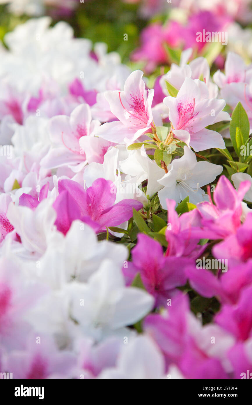 Pale pink azalea flowers hi-res stock photography and images - Alamy