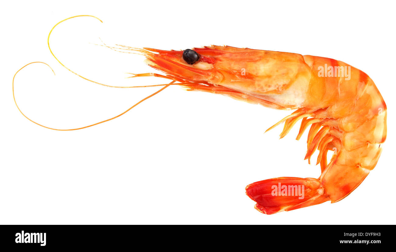A KING PRAWN WITH SHELL, LEGS, EYES ETC Stock Photo - Alamy