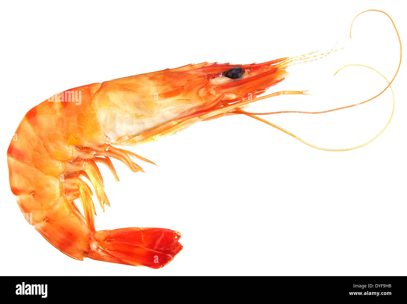 A KING PRAWN WITH SHELL, LEGS, EYES ETC Stock Photo - Alamy