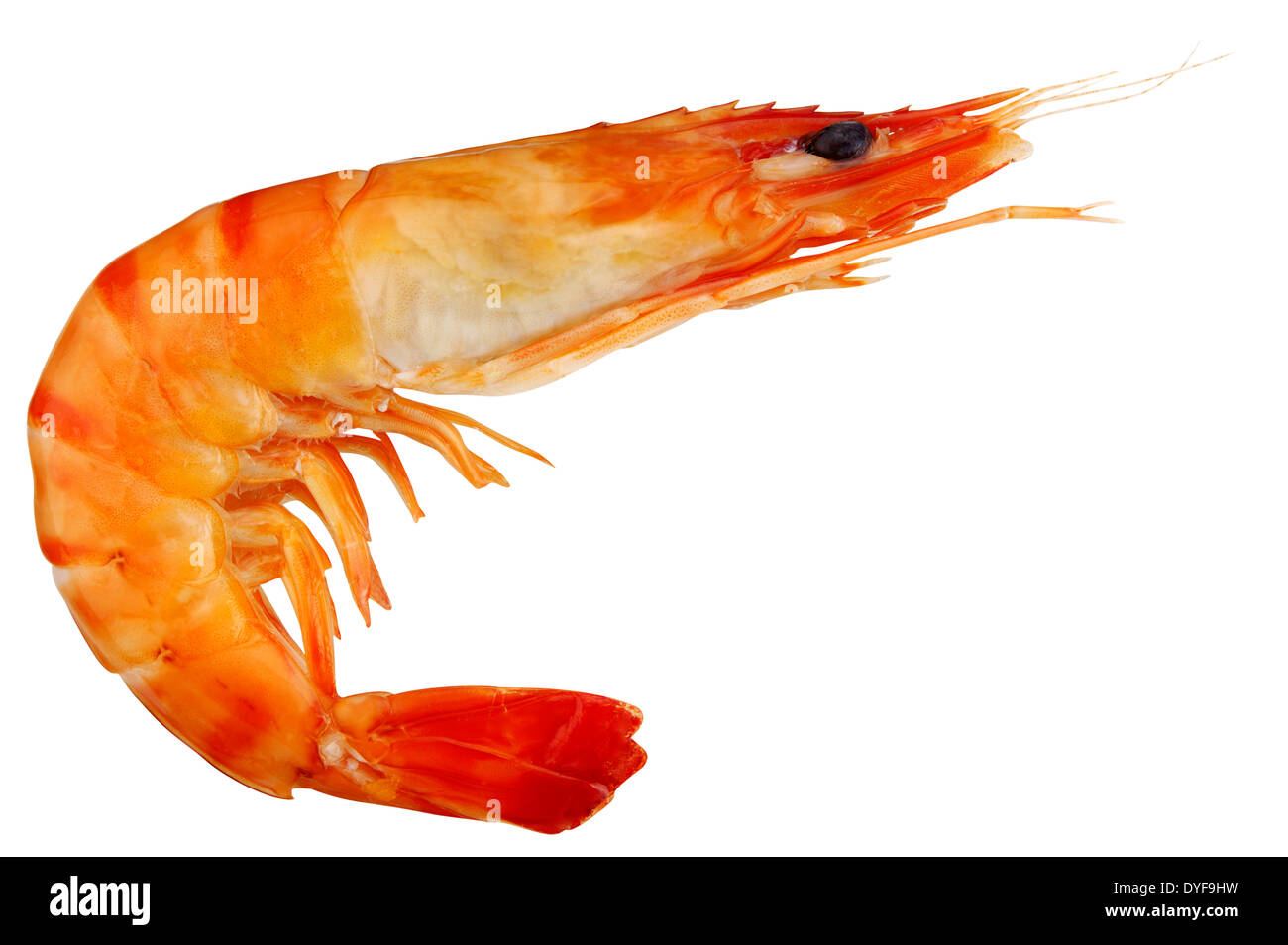 Prawn Eyes High Resolution Stock Photography and Images - Alamy
