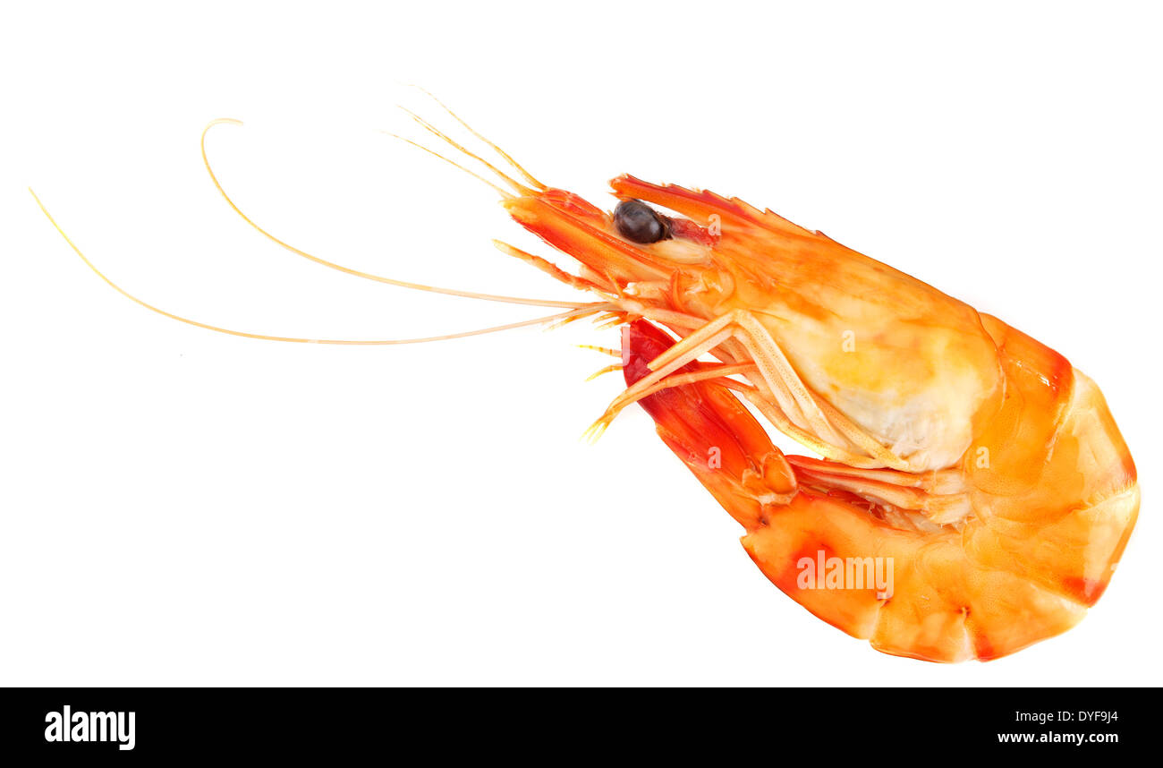 Shell legs hi-res stock photography and images - Alamy