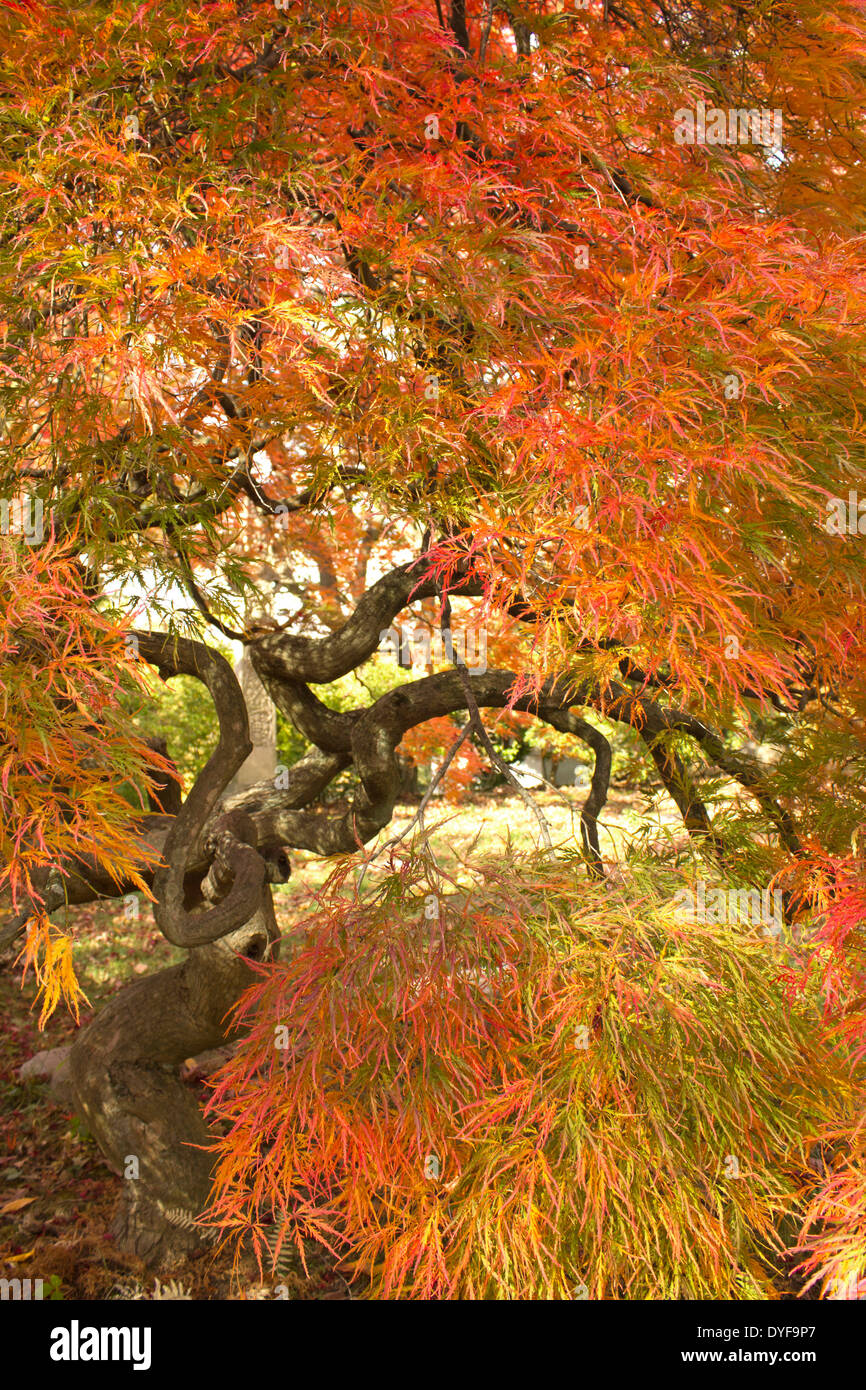 Japanese Maple tree at Sleepy Hollow Tarrytown, New York Stock Photo ...