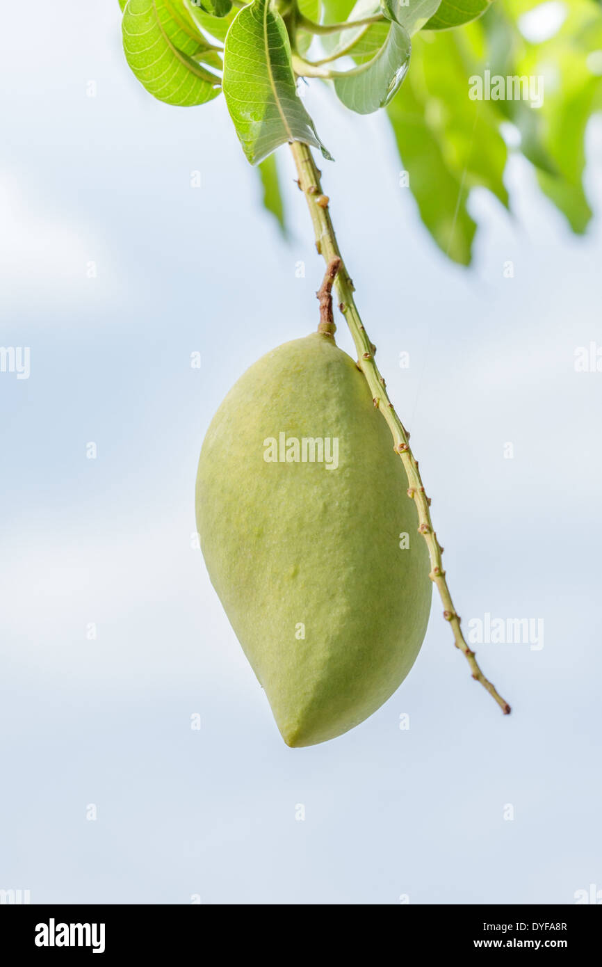 Closeup of mango on tree Stock Photo - Alamy
