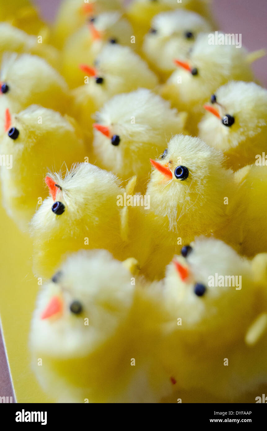 Spring chickens hi-res stock photography and images - Alamy