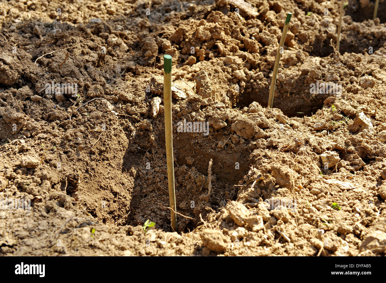 Digged hi-res stock photography and images - Alamy