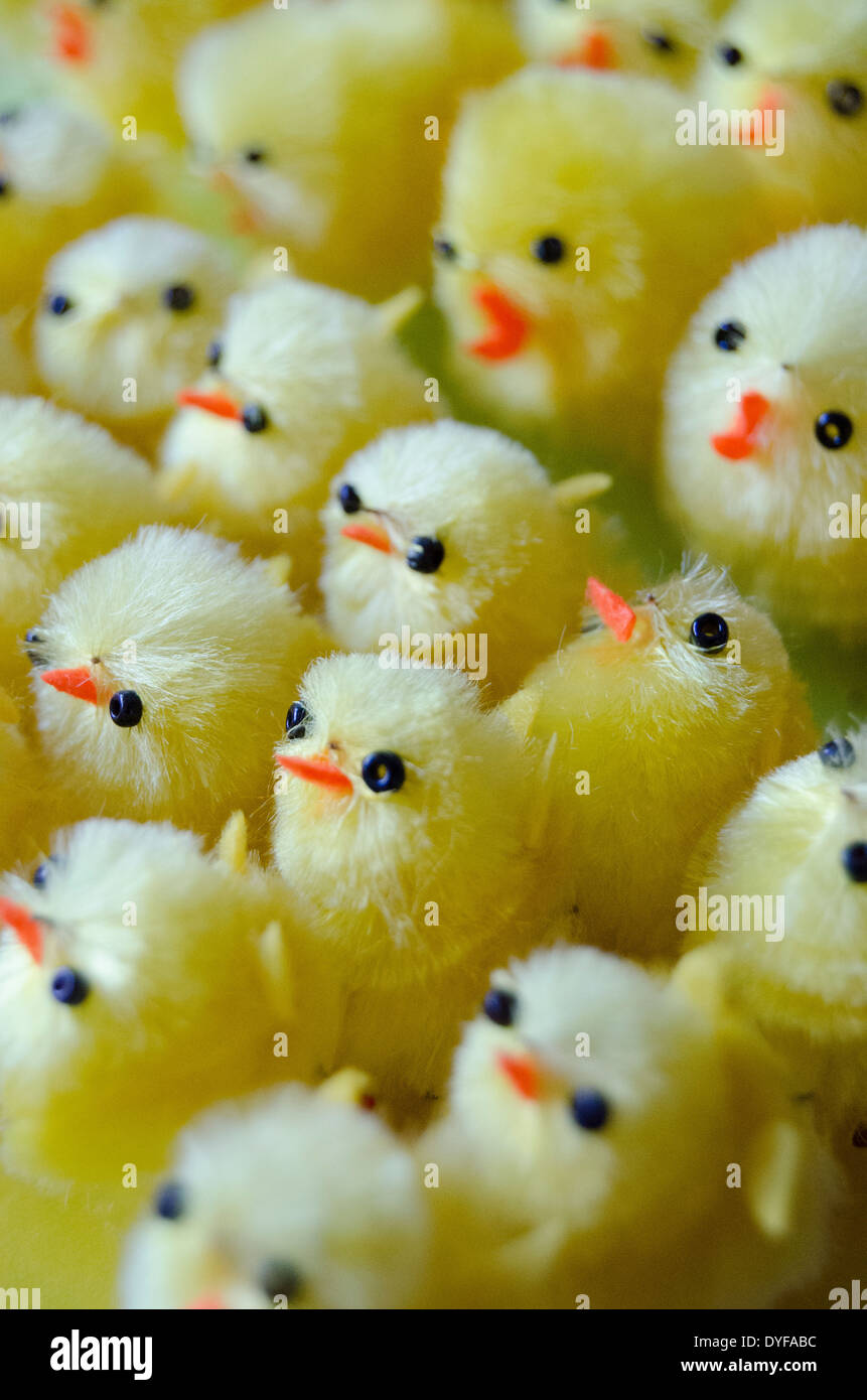 Spring chickens hi-res stock photography and images - Alamy