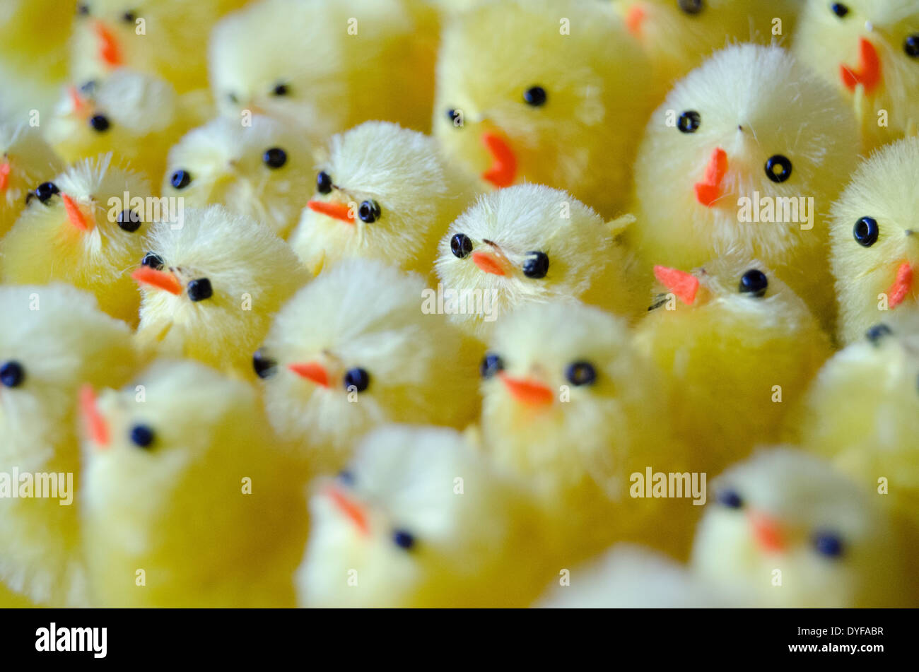 Spring chickens hi-res stock photography and images - Alamy