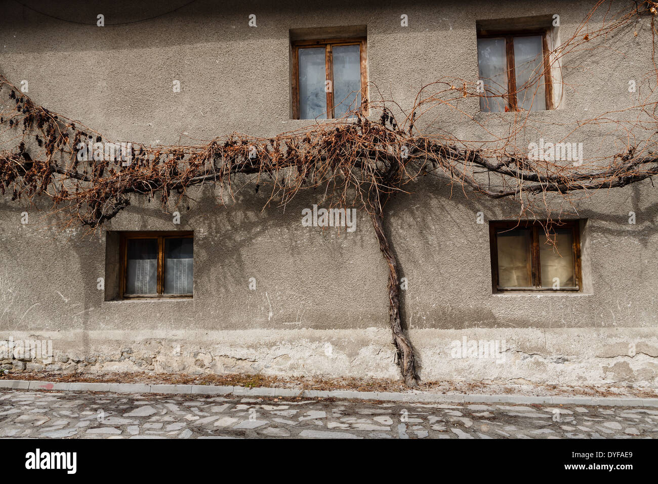 Dry grapevine on a house wall Stock Photo - Alamy