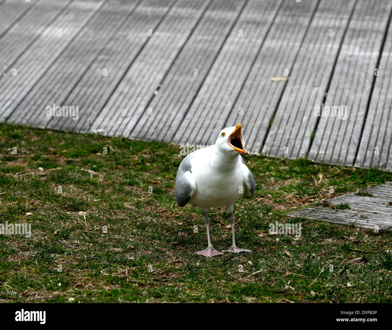 Screaming herring gull hi-res stock photography and images - Alamy