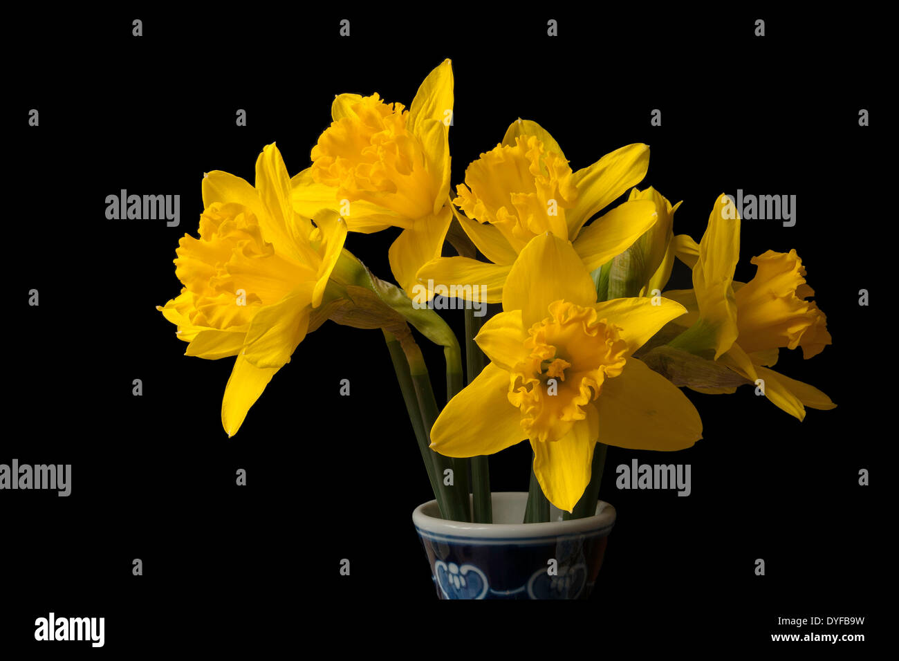 Daffodils vase indoors hi-res stock photography and images - Alamy