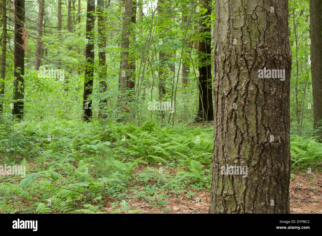 Ferns flowers hi-res stock photography and images - Alamy