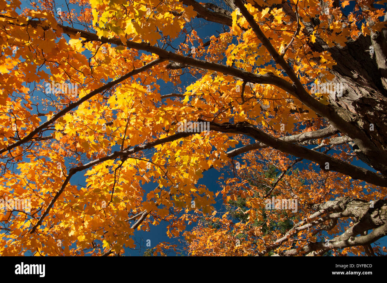 Maple Tree with yellow and orange fall color. Massachusetts Stock Photo ...