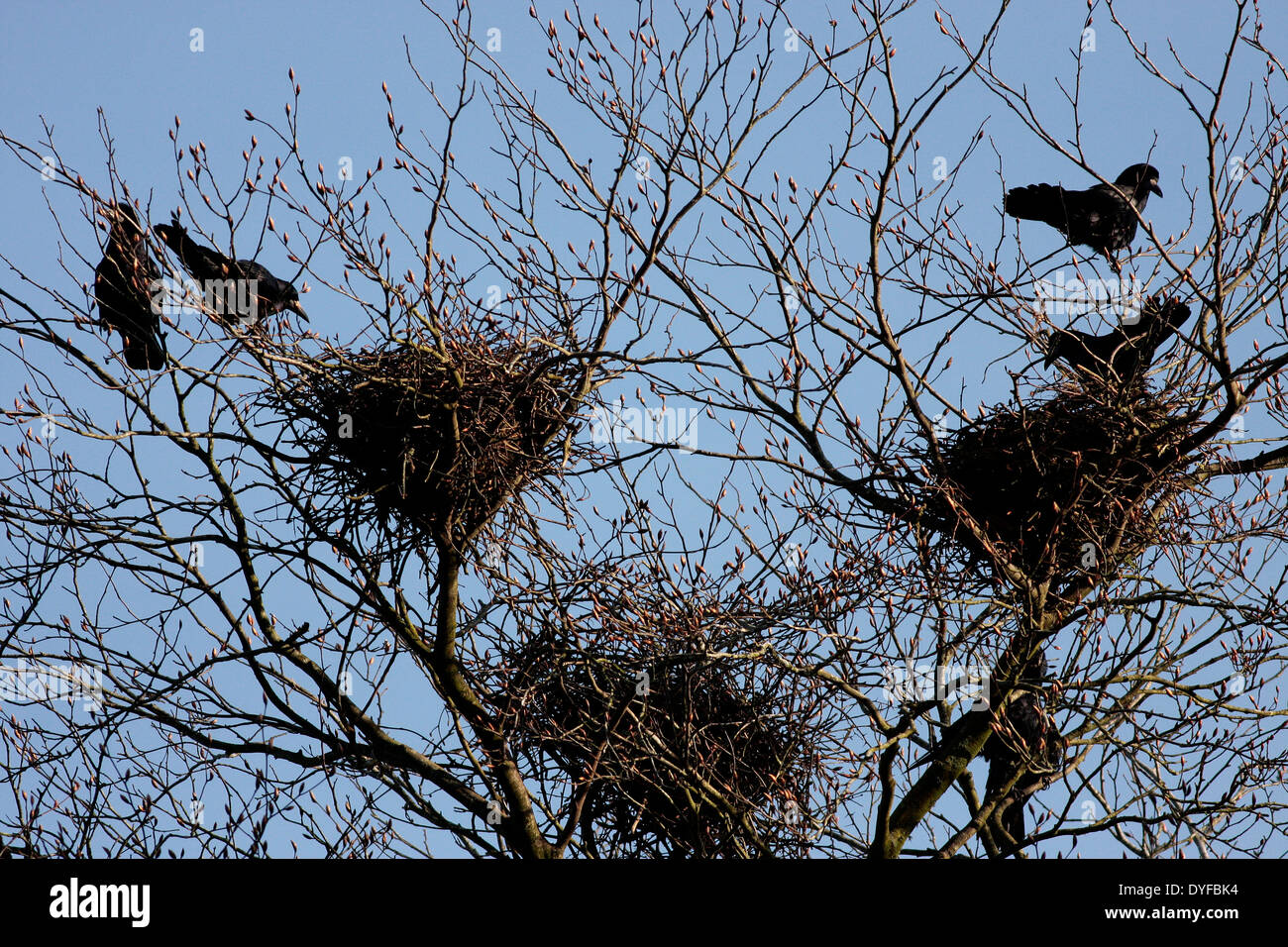 Rookery Rook colony Stock Photo: 68565256 - Alamy