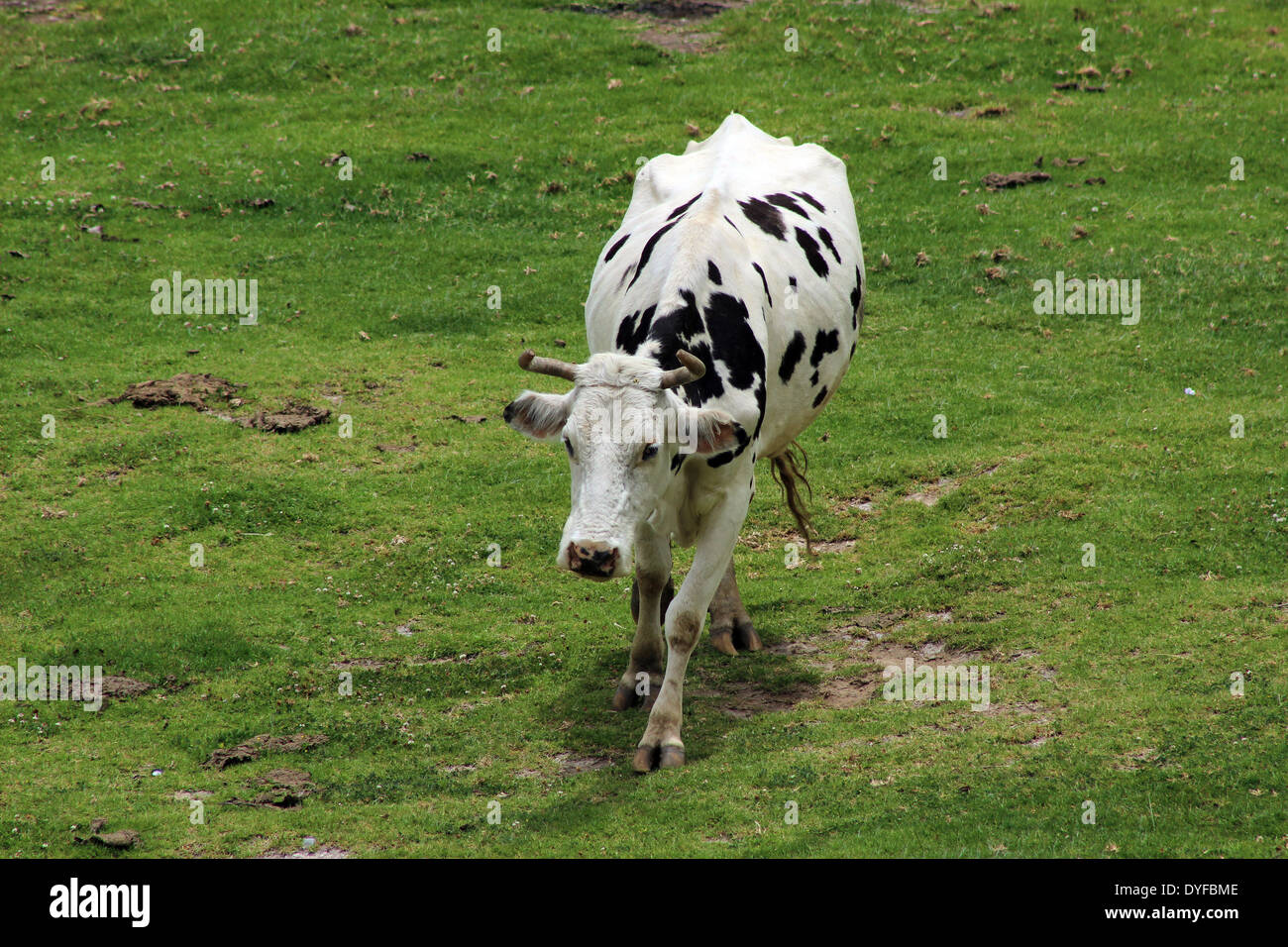Holstein cow walking hi-res stock photography and images - Alamy