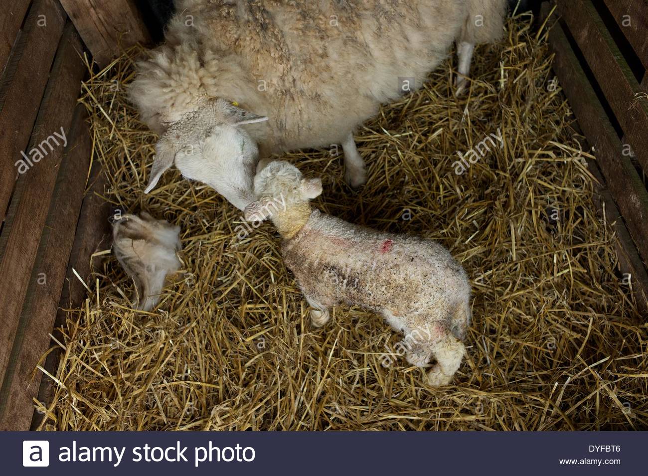 Dead Lamb Stock Photos & Dead Lamb Stock Images - Alamy
