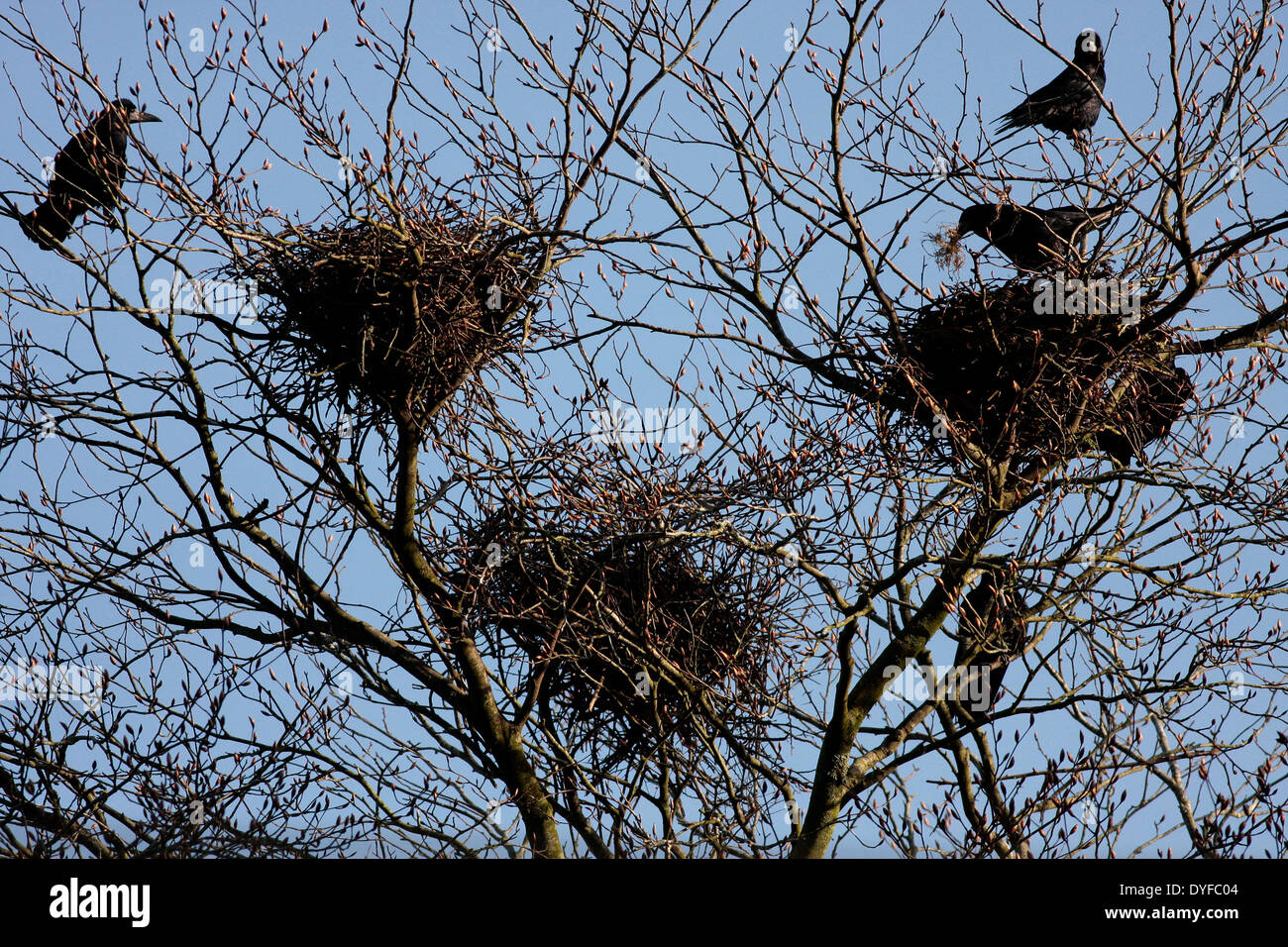 Rook In Rookery High Resolution Stock Photography and Images - Alamy