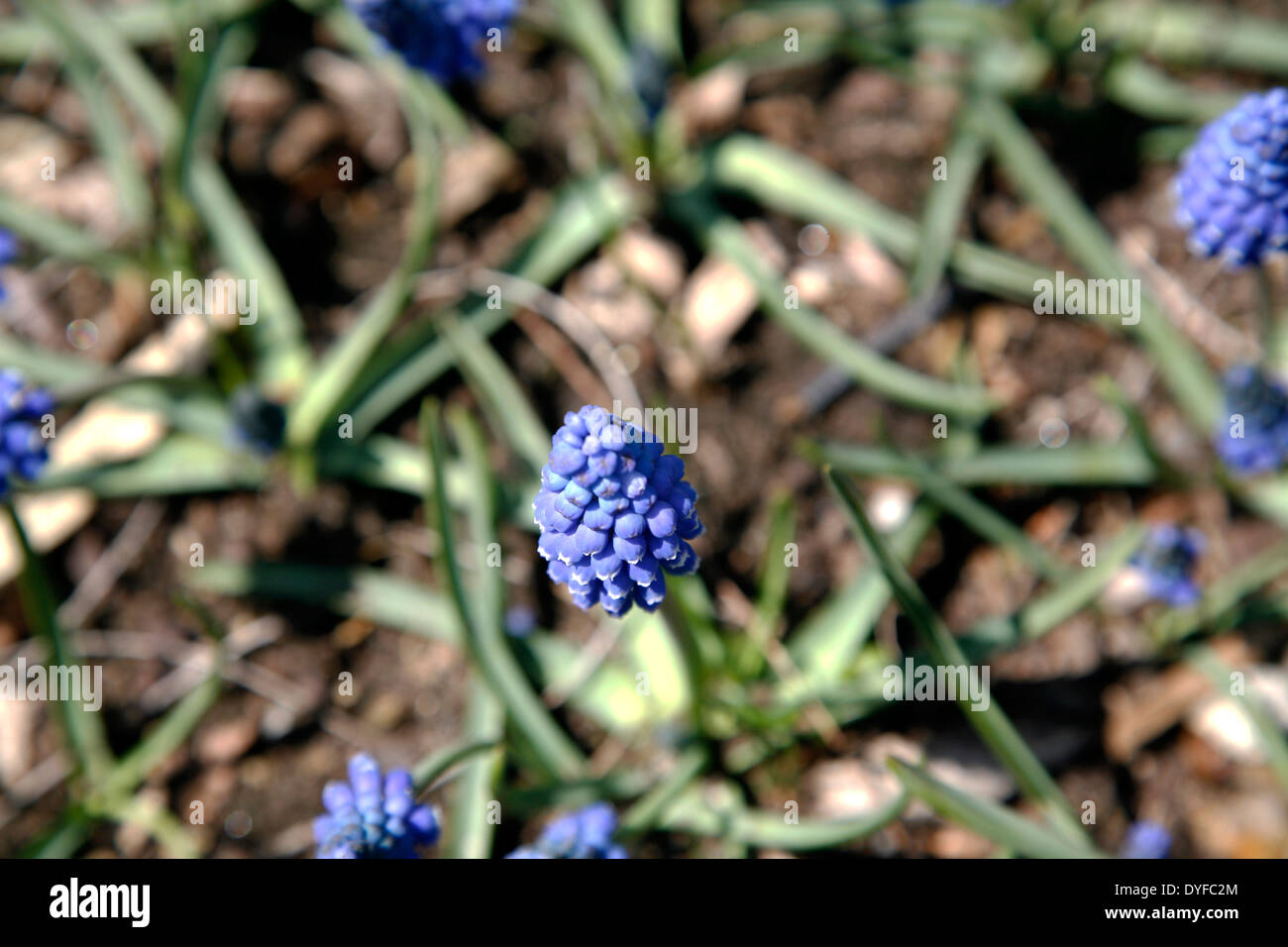 Blue Magic is a small blue flower Stock Photo - Alamy