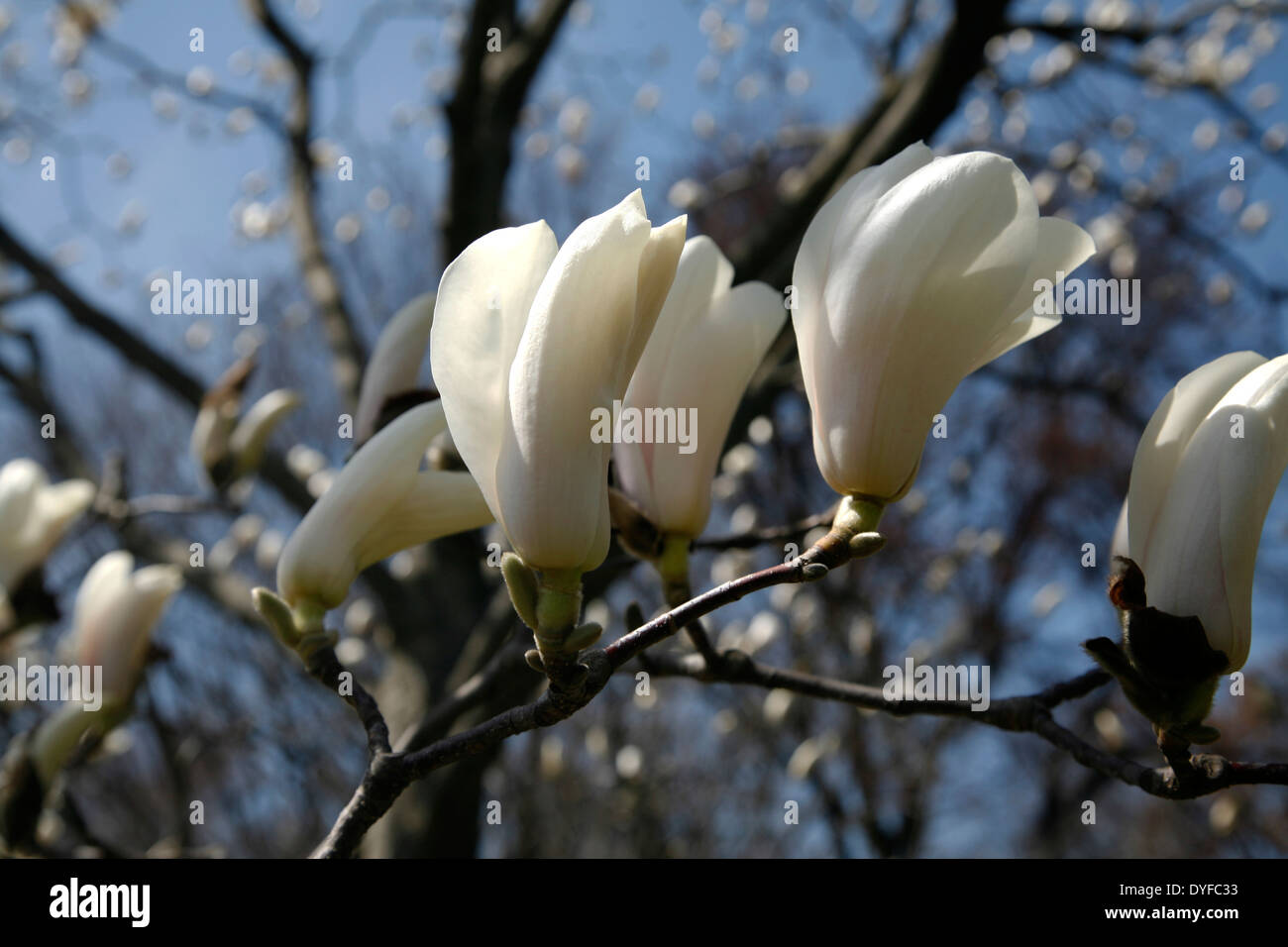 Magnolia hybrid hi-res stock photography and images - Alamy