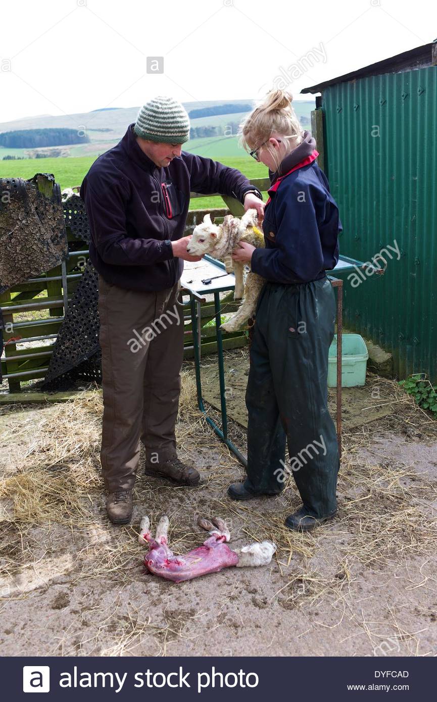 Dead Lamb Stock Photos & Dead Lamb Stock Images - Alamy