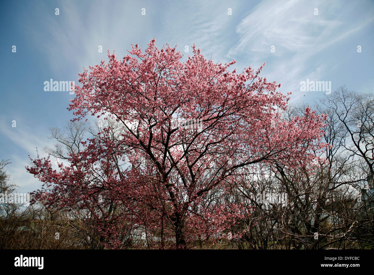 The Okame cherry is the result of a hybrid cross of the Fuji cherry and ...