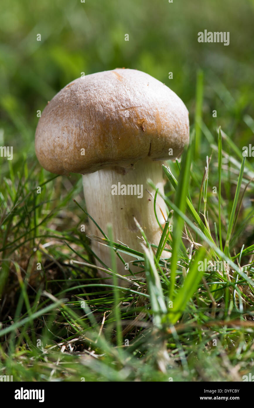 Single mushroom on nature background Stock Photo - Alamy