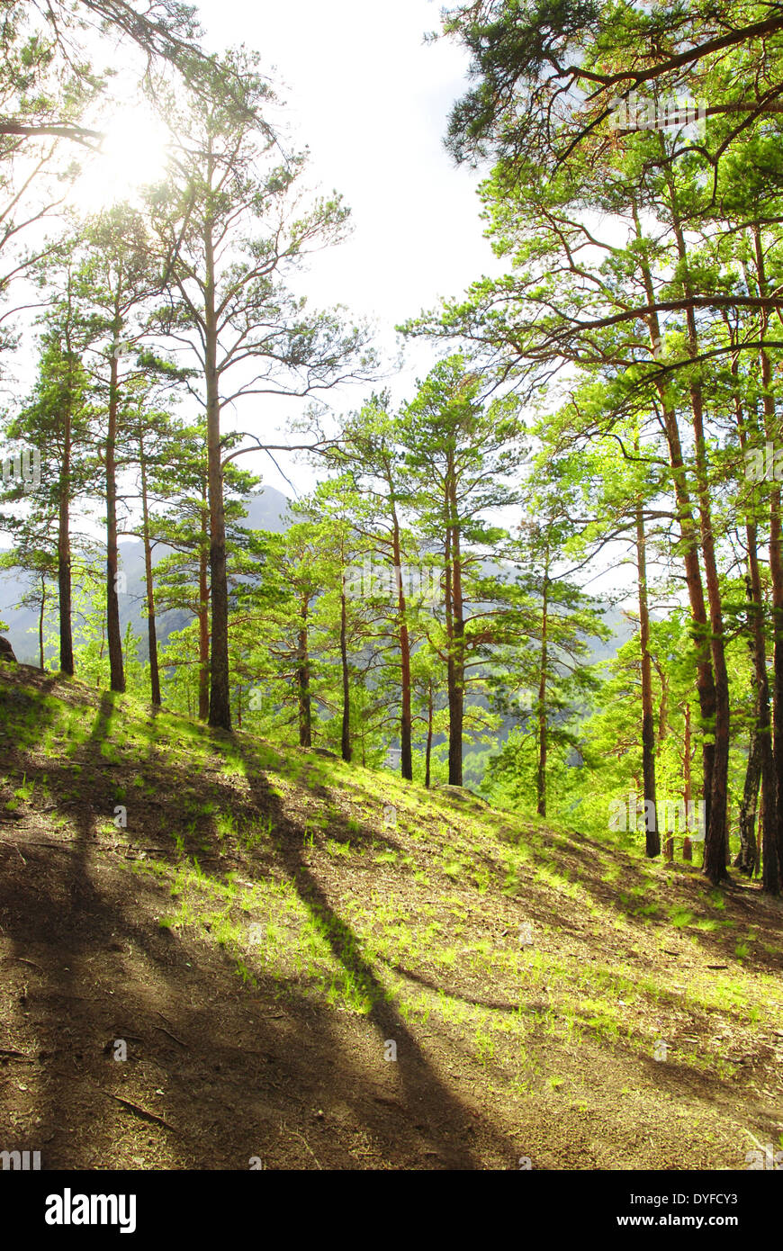 coniferous forest on sunrise Stock Photo - Alamy