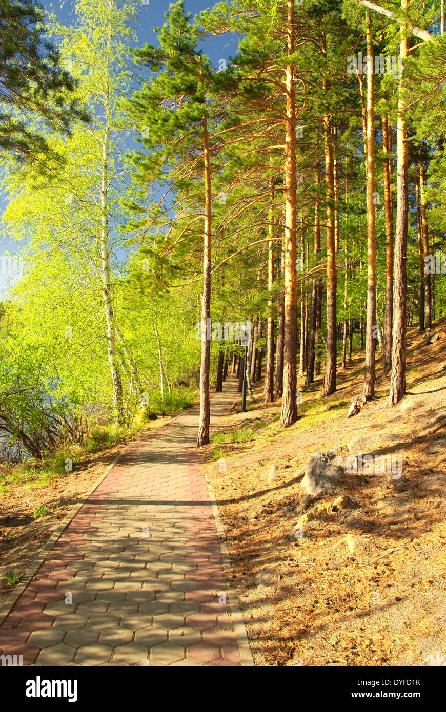path in the pine forest Stock Photo - Alamy