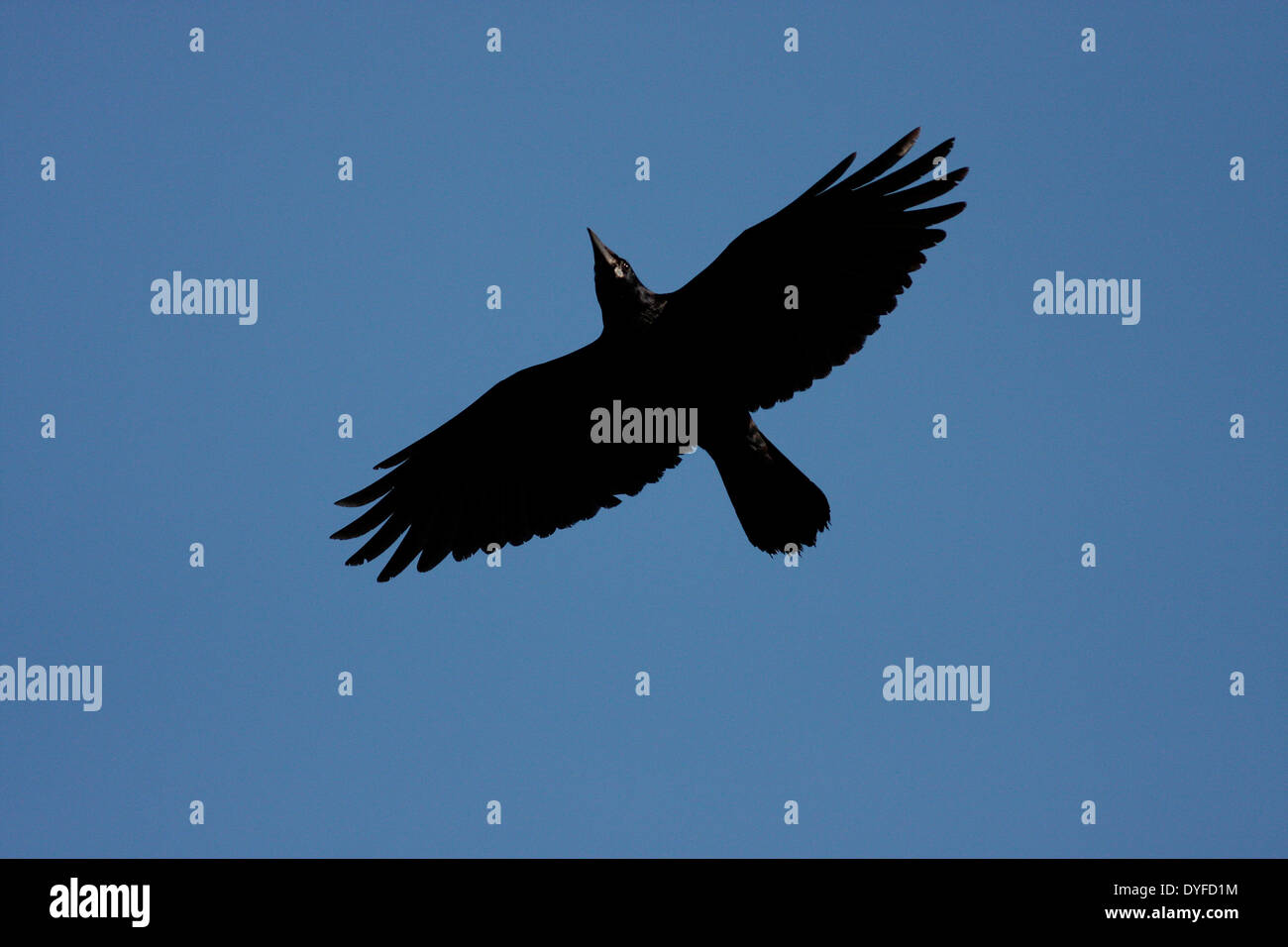 Rook in flight Stock Photo - Alamy