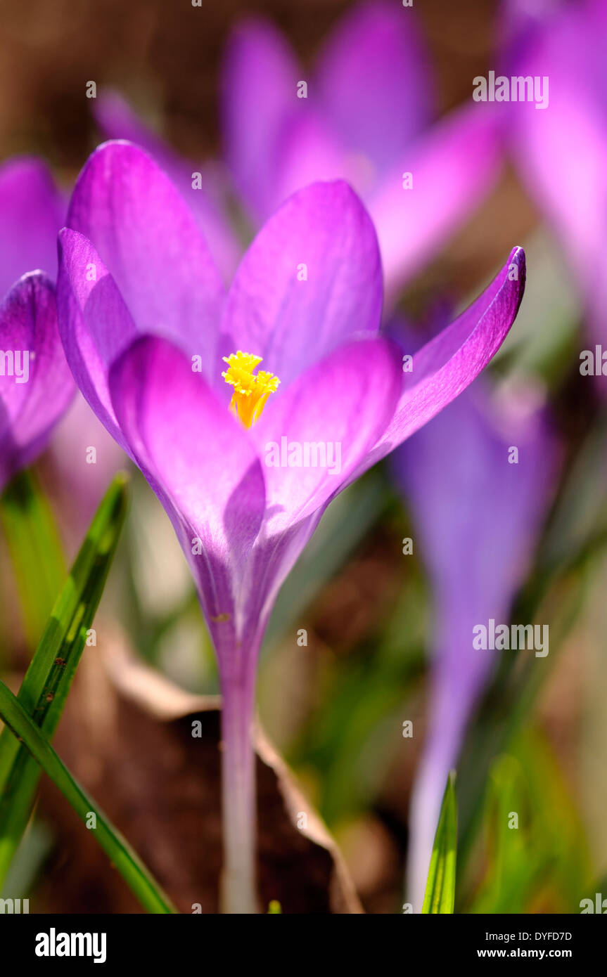 Croci spring hi-res stock photography and images - Alamy