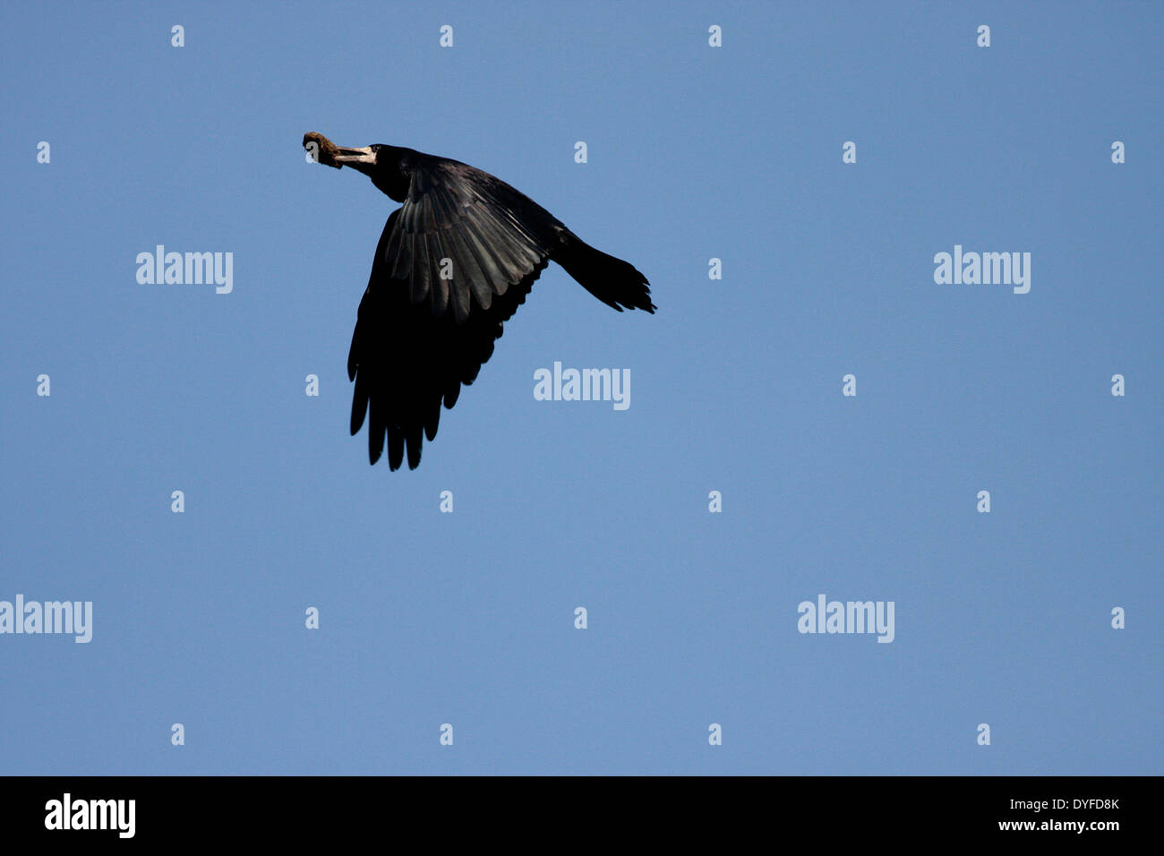 Rook in flight Stock Photo - Alamy