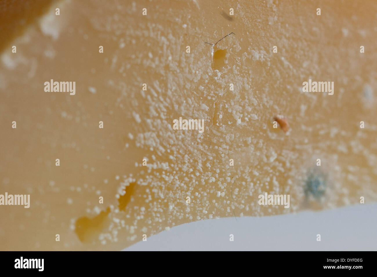 Blue spots on a slice of Gouda cheese indicate: not good for ...