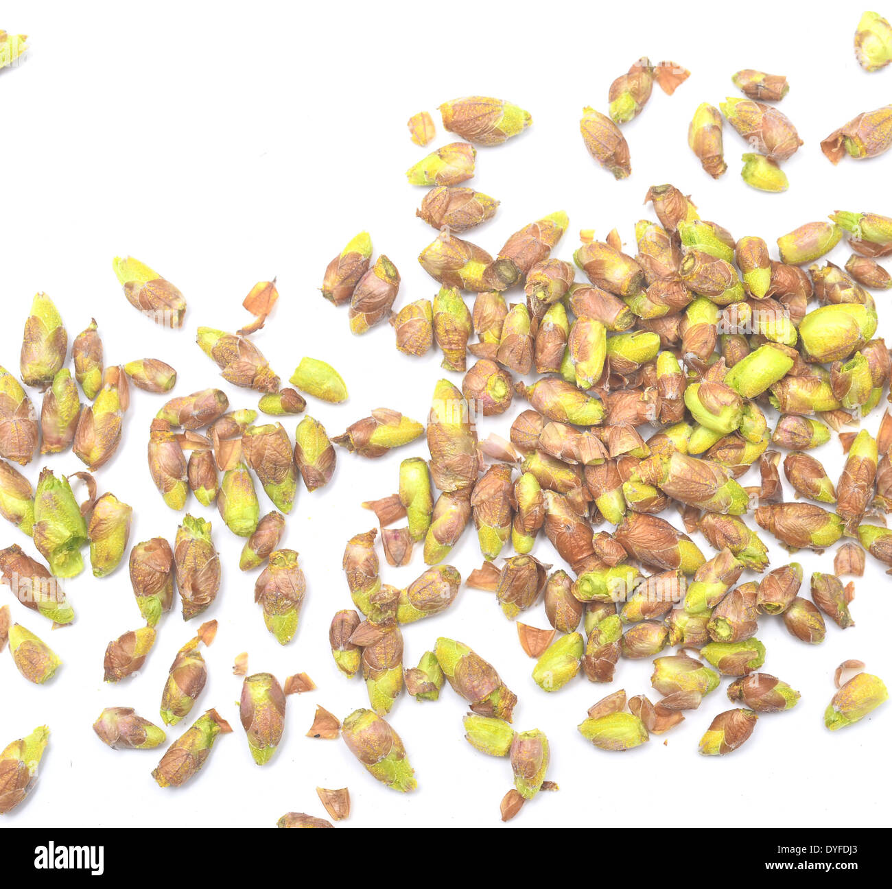 black currant buds isolated on white background Stock Photo - Alamy