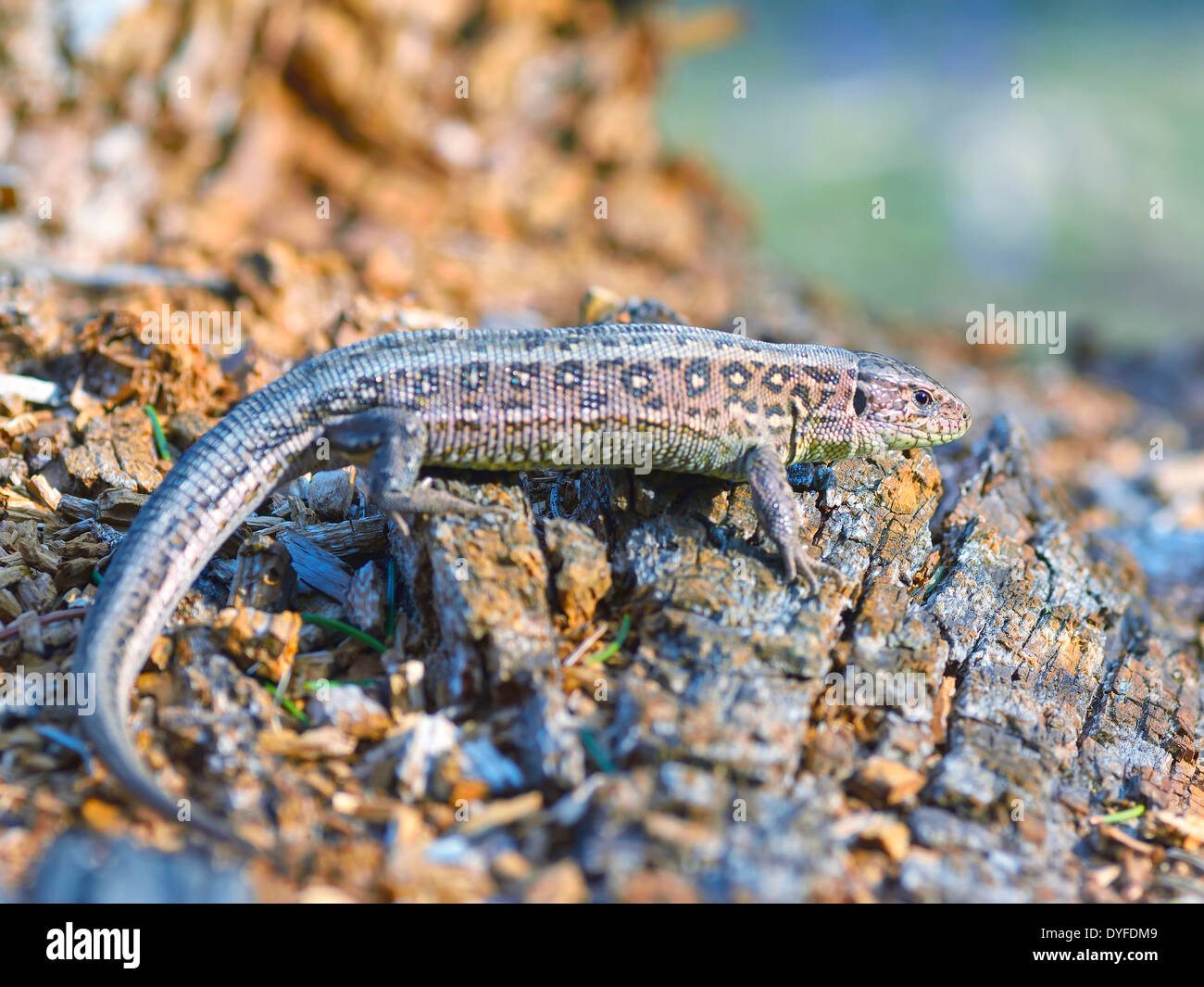 Lizard grass hi-res stock photography and images - Alamy