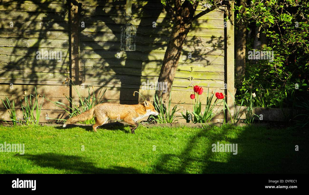 Fox in urban garden on a sunny Spring morning, London, England, UK ...