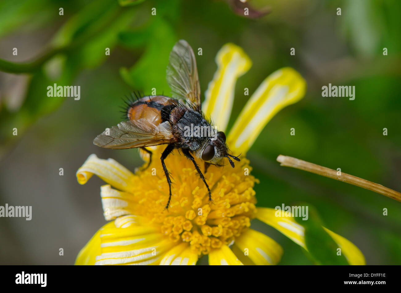 Musca Autumnalis High Resolution Stock Photography and Images - Alamy