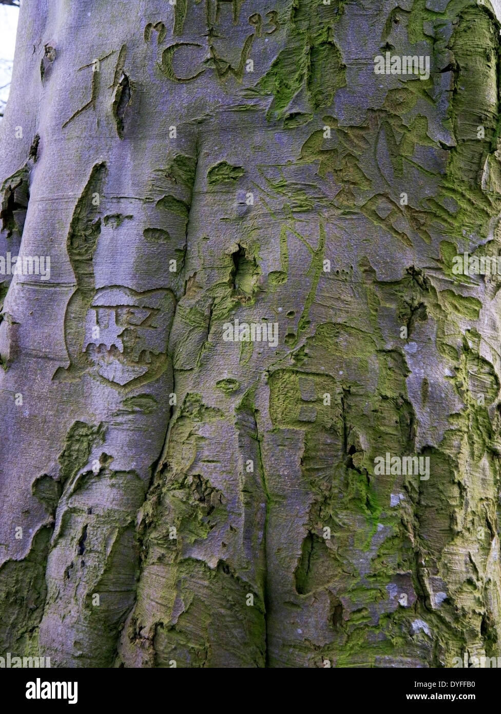 Tree with carving in the bark Stock Photo - Alamy