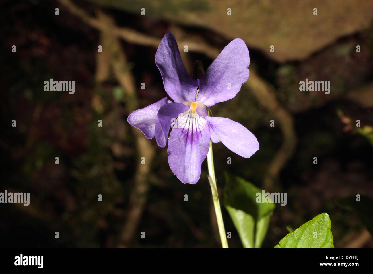 Common Dog Violet Stock Photo - Alamy