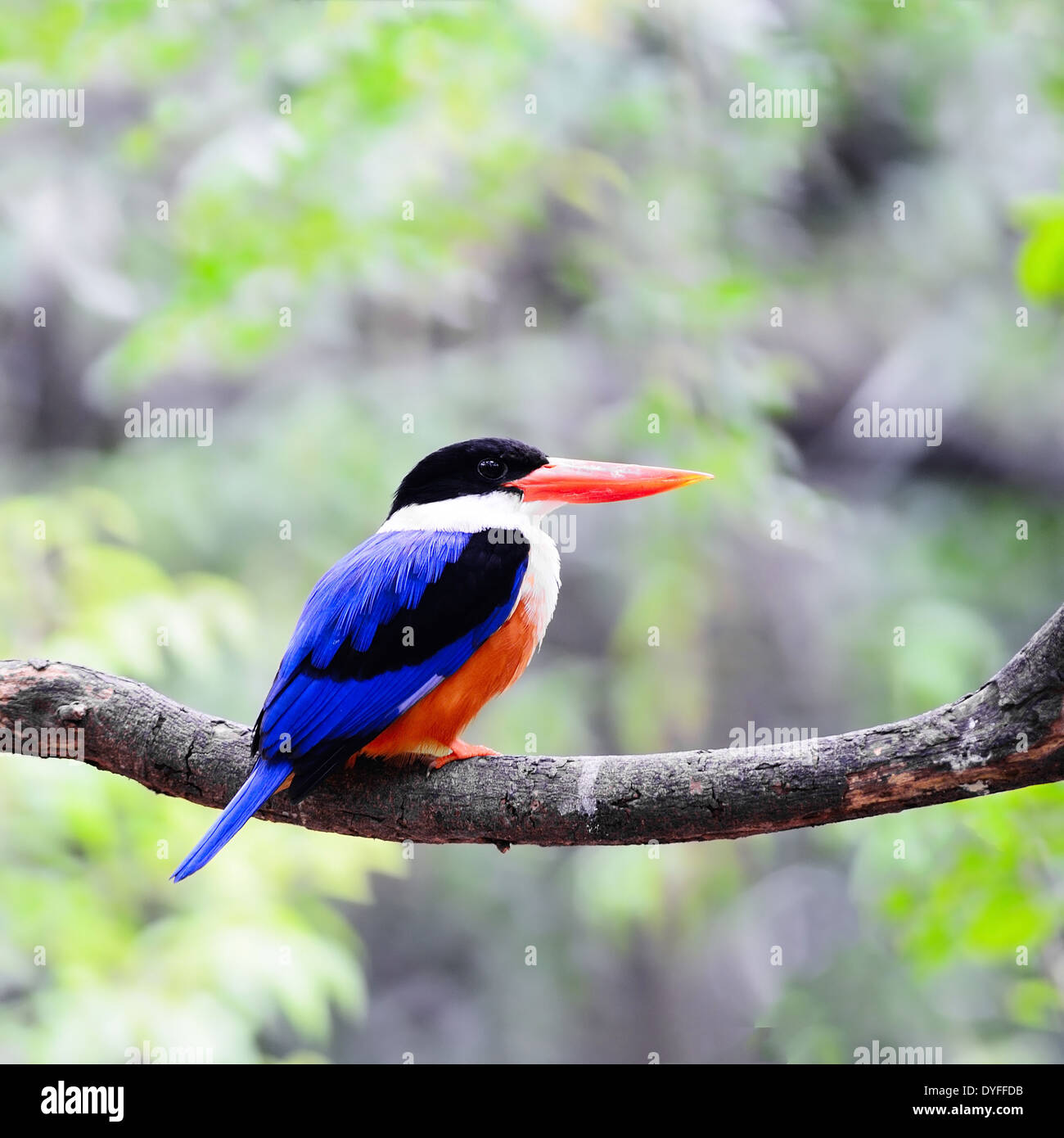 Colorful bird, Black-capped Kingfisher (Halcyon pileata), standing on a ...