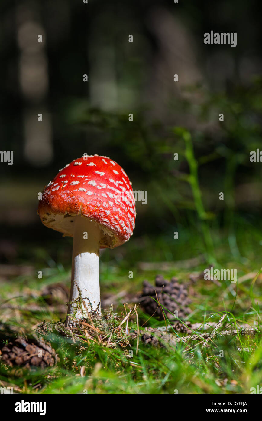 Red toadstool in the forest Stock Photo - Alamy