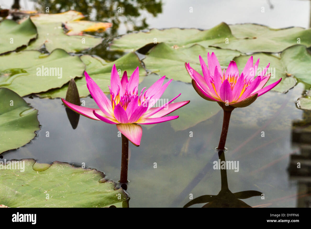 Beautiful photo of pink lotus live in a city fountain Stock Photo - Alamy